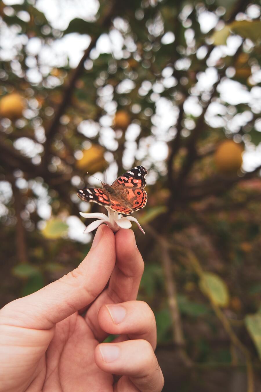 What does it mean when a Butterfly Lands on You? 9 Meanings