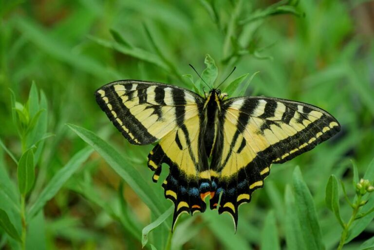 11 Yellow and Black Butterfly Spiritual Meanings (Bible)