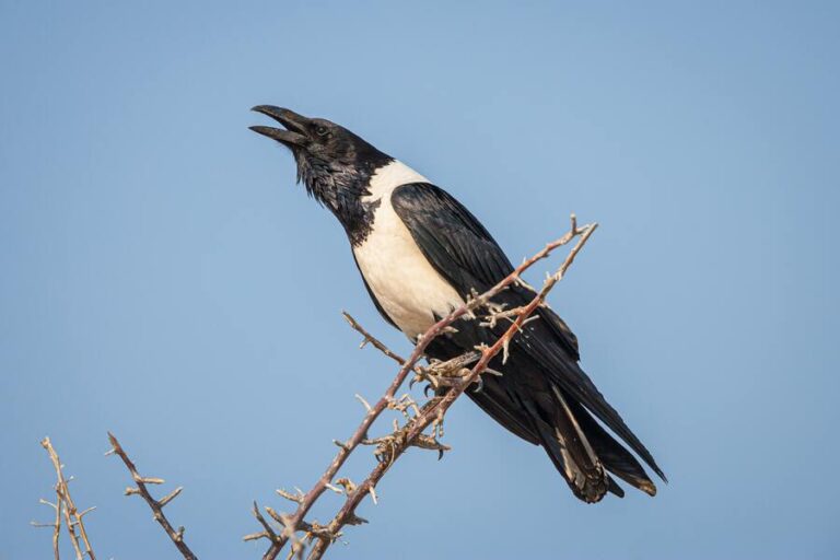 7 Spiritual Meanings of Seeing Crows: 3, 4, 5, and 6 Crows Meaning