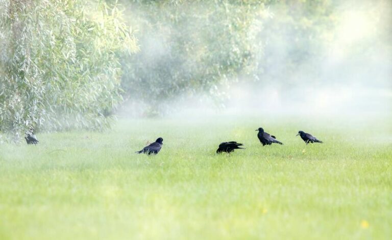 7 Spiritual Meanings of Seeing Crows: 3, 4, 5, and 6 Crows Meaning