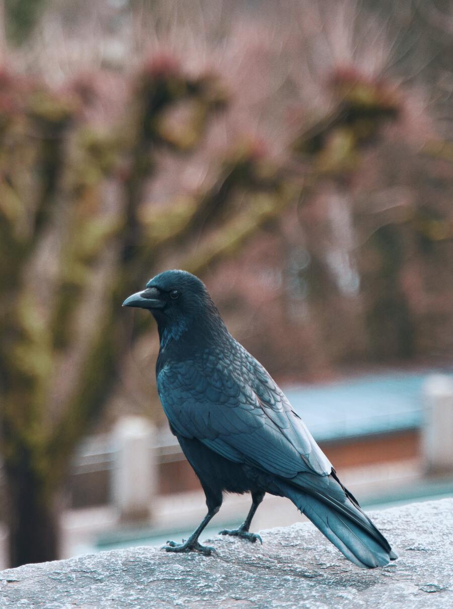 7 Spiritual Meanings of Seeing Crows: 3, 4, 5, and 6 Crows Meaning