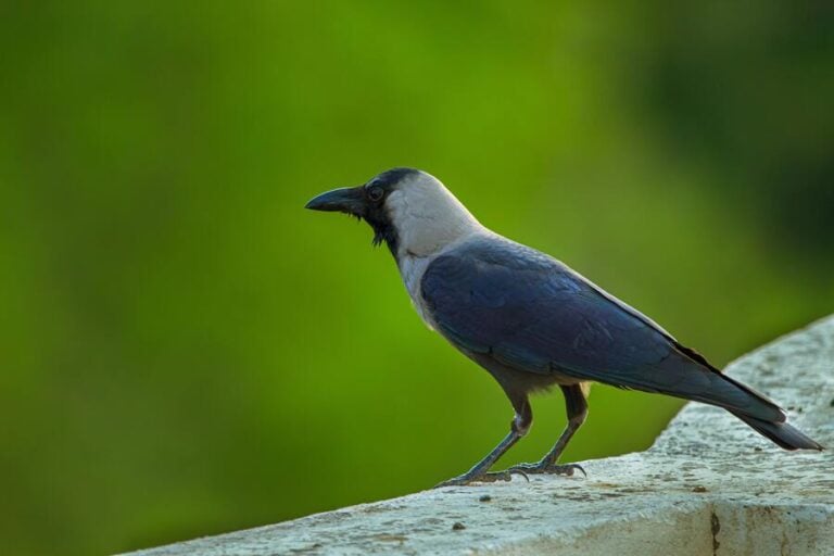 7 Spiritual Meanings of Seeing Crows: 3, 4, 5, and 6 Crows Meaning