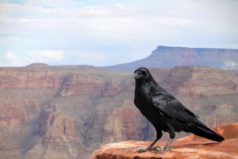 7 Spiritual Meanings of Seeing Crows: 3, 4, 5, and 6 Crows Meaning
