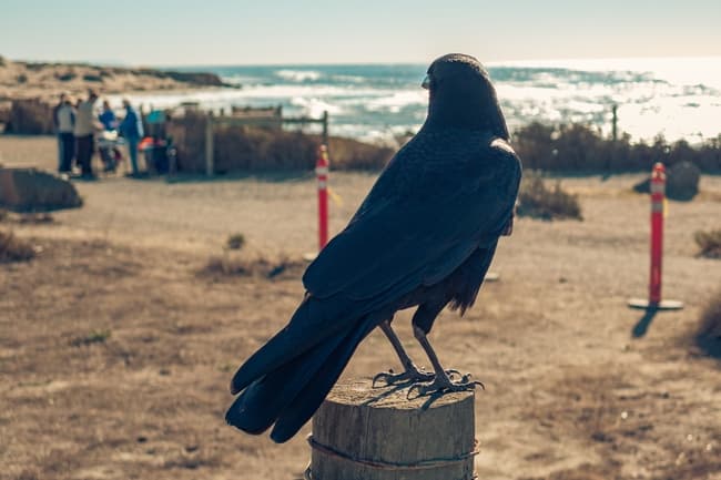 What is The Spiritual Meaning of Seeing Crows? 5 Superstitions