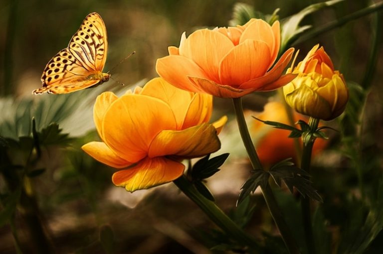 Orange Butterfly Meaning: 5 Spiritual Symbolisms and Messages