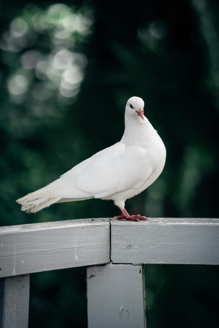 9 Spiritual Meaning of a Pair of Doves: 2 Turtle Doves Meaning