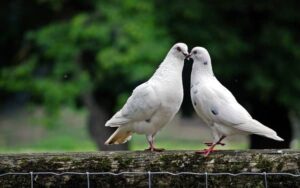 Spiritual Meaning of a Pair of Doves: 2 Doves Meaning in 2022