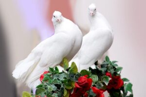 9 Spiritual Meaning of a Pair of Doves: 2 Turtle Doves Meaning