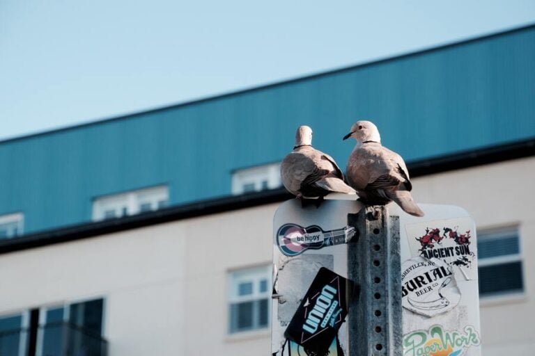 9 Spiritual Meaning of a Pair of Doves: 2 Turtle Doves Meaning