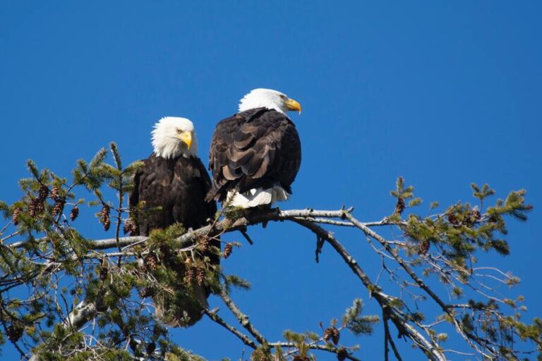 What does it mean when You See a Bald Eagle? 11 Spiritual Meanings