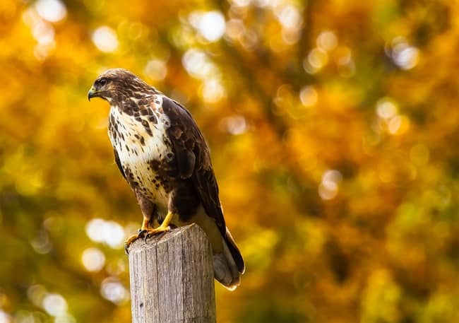 What Is The Spiritual Meaning Of Seeing A Hawk 5 Messages what-is-the-spiritual-meaning-of-seeing-a-hawk-5-messages