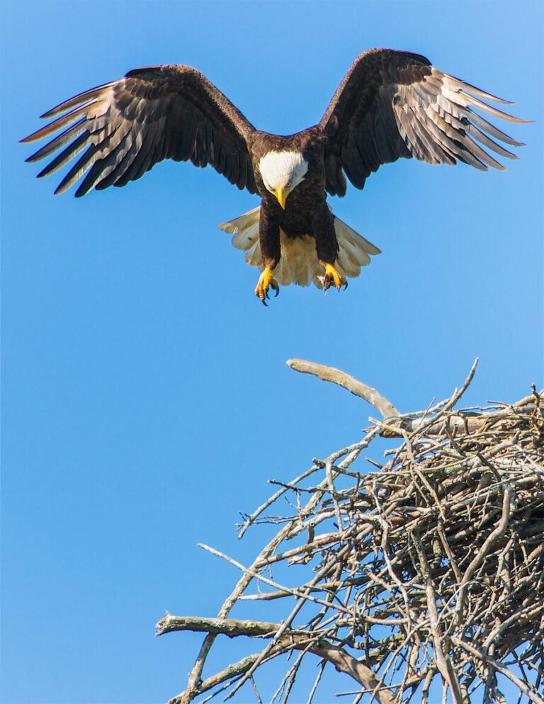 What does it mean when You See a Bald Eagle? 11 Spiritual Meanings