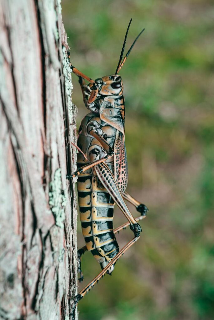 9 Grasshoppers' Spiritual Meaning in your House: Good Luck?