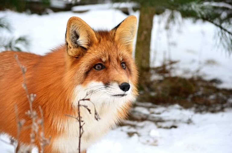 What Does It Mean When You See A Fox 5 Spiritual Meanings
