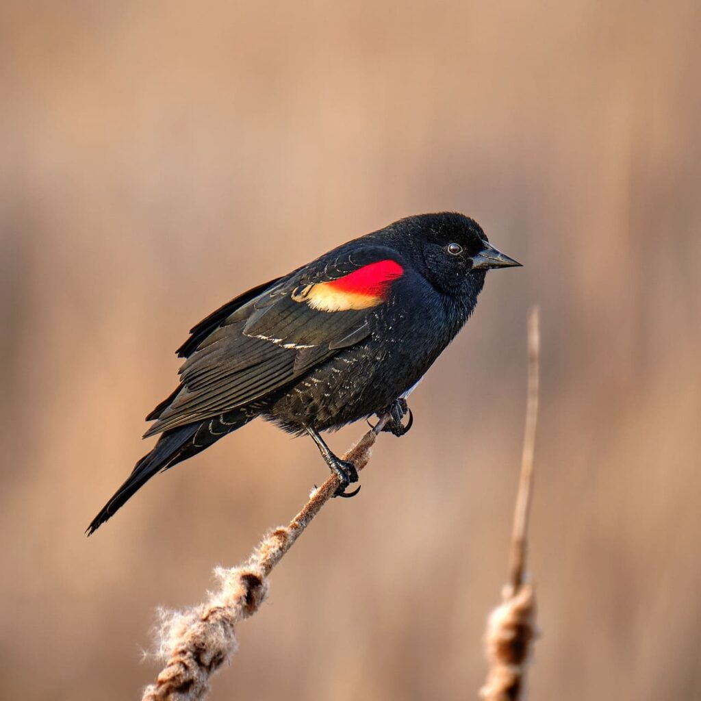 Red Winged Blackbird Spiritual Meaning 9 Messages red-winged-blackbird-spiritual-meaning-9-messages