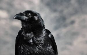 Dead Crow Spiritual Meaning: In Front of House? Sign!