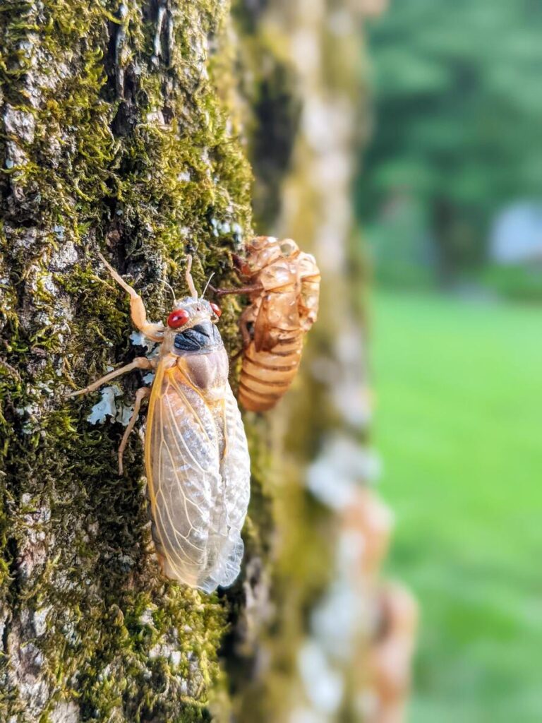 11 Cicada Spiritual Meanings & Symbolism in House (2023)