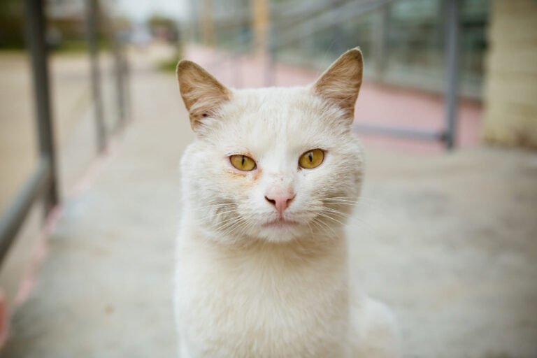 White Cat Spiritual Meaning: When Comes To Your House!