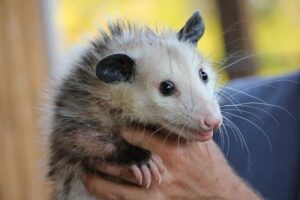 11 Spiritual Meanings of Possum and Spirit Animal Symbolism