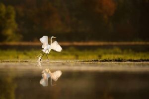 What do Cranes Symbolize? 9 Crane Bird Spiritual Meanings