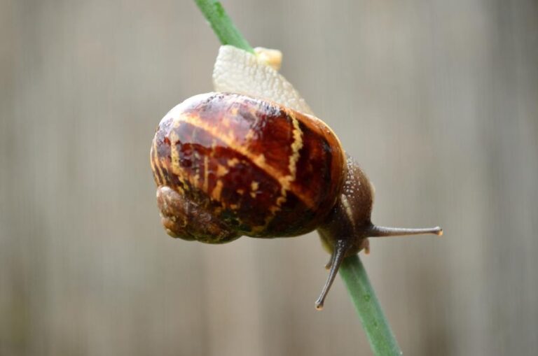 9 Snail Spiritual Meanings in The House: Good or Bad Luck?