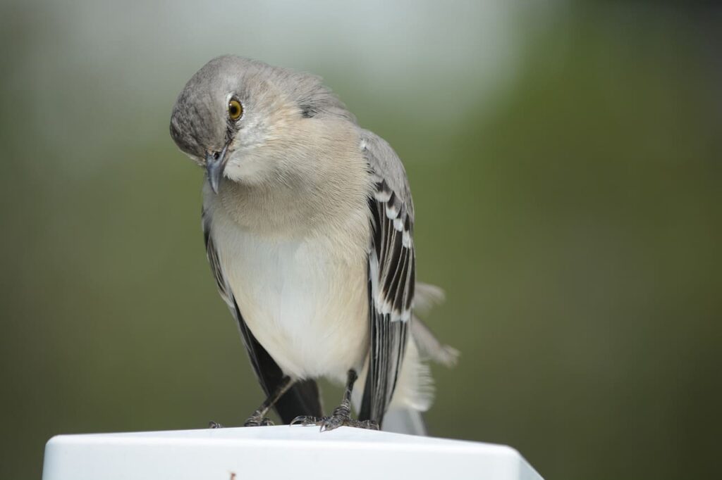 Mockingbird Spiritual Meaning: Singing at Night? 9 Signs!