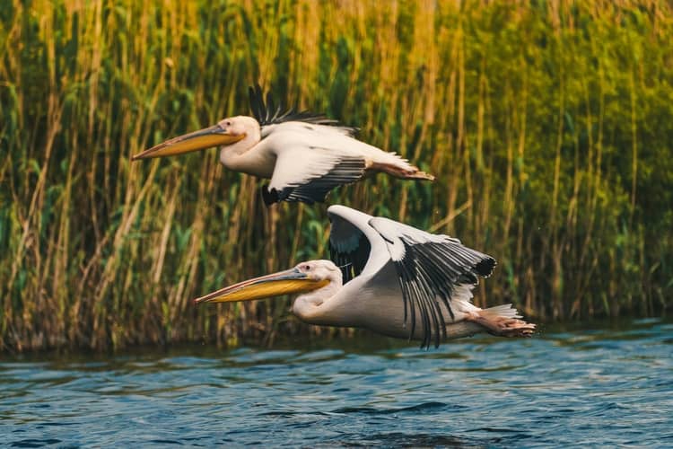 7 Pelican Symbolism and Spiritual Meanings