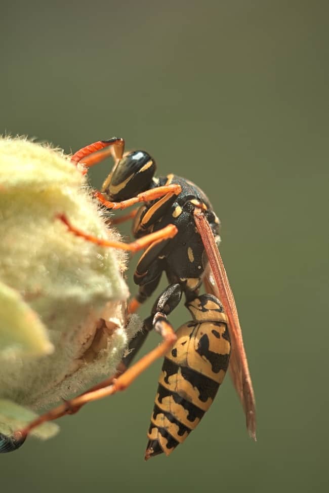 Spiritual Meaning Of Hornet CHURCHGISTS COM