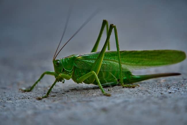 8 Katydid Spiritual Meanings: When it Visits you