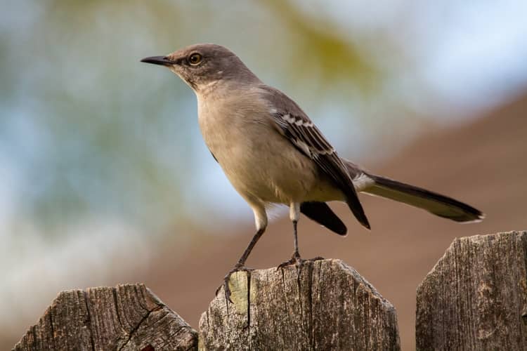 9 Mockingbird Spiritual Meanings Amazing Symbolism 9-mockingbird-spiritual-meanings-amazing-symbolism