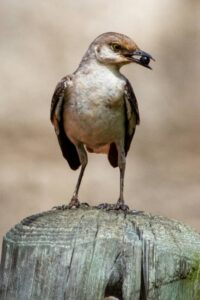 9 Mockingbird Spiritual Meanings: Amazing Symbolism!