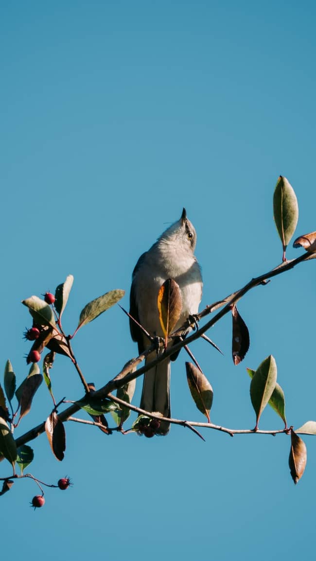 9 Mockingbird Spiritual Meanings: Amazing Symbolism!