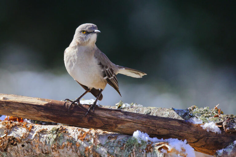 Mockingbird Spiritual Meaning: Singing at Night? 9 Signs!