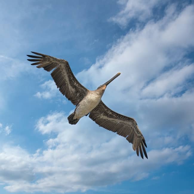 7 Pelican Symbolism and Spiritual Meanings