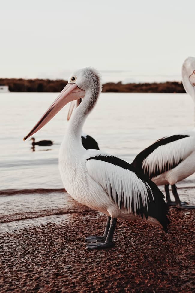 7 Pelican Symbolism and Spiritual Meanings