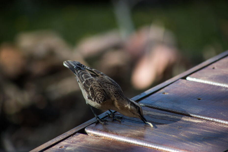 Mockingbird Spiritual Meaning: Singing at Night? 9 Signs!