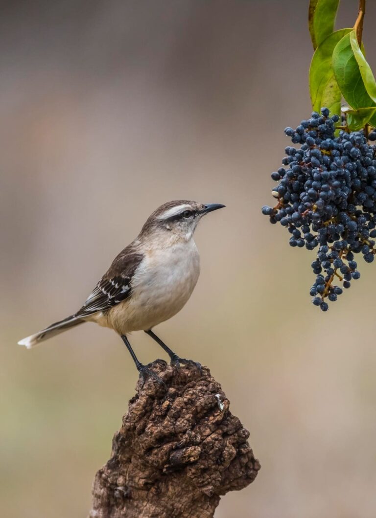 Mockingbird Spiritual Meaning: Singing at Night? 9 Signs!