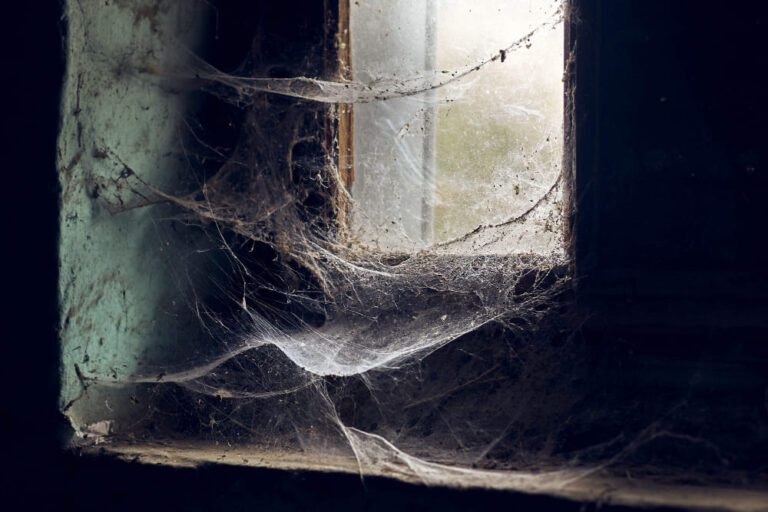 11 Spider Web Spiritual Meaning: Walking Through a Spider Web