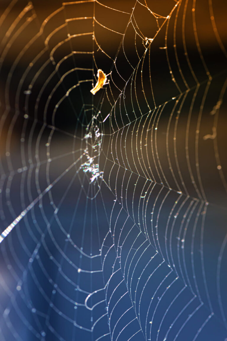 11 Spider Web Spiritual Meaning: Walking Through a Spider Web