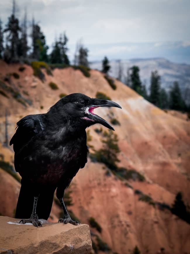 Are Crows Bad Luck And Bad Omen To Have Around 