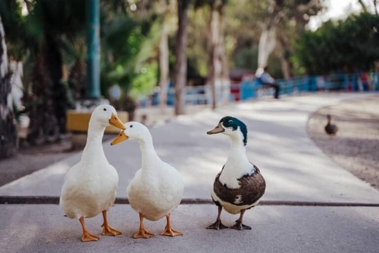 9 Ducks Spiritual Meaning What Do Ducks Represent Spiritually 9-ducks-spiritual-meaning-what-do-ducks-represent-spiritually