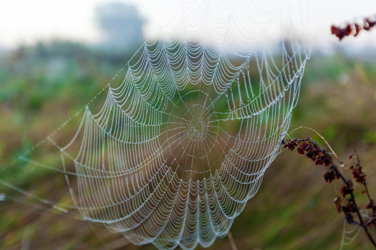 11 Spider Web Spiritual Meaning: Walking Through a Spider Web