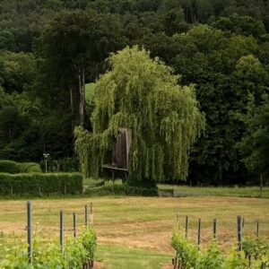 What do Willow Trees Symbolize? 9 Spiritual Meanings
