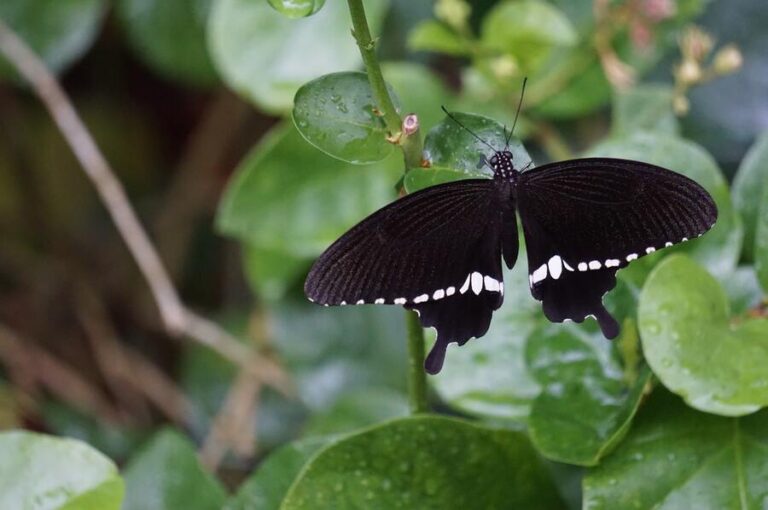 Butterflies Symbolism In Death: Seeing After Someone Dies