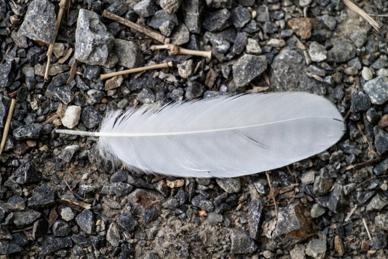 9 Spiritual Meanings of Finding a (Small) White Feather