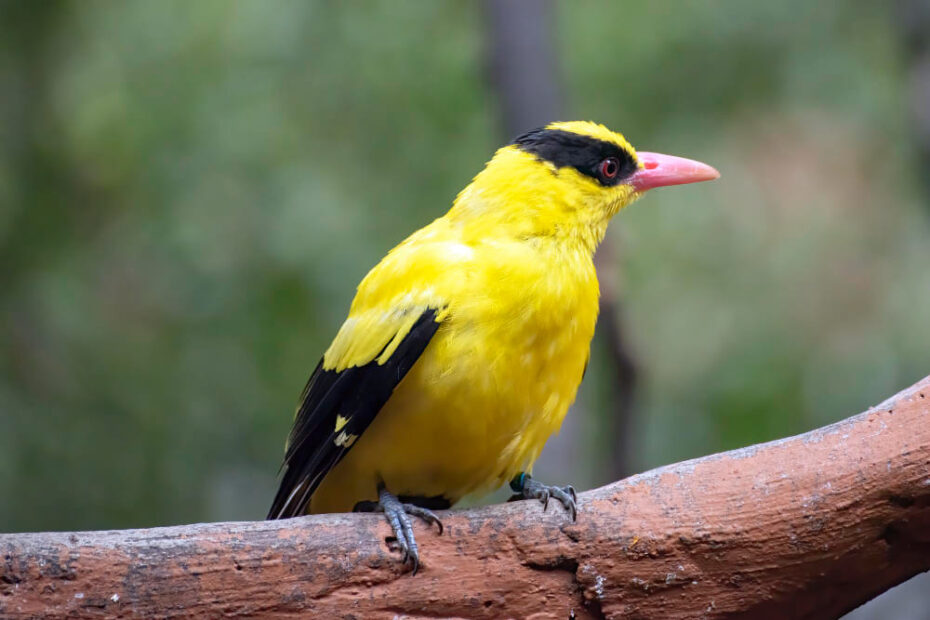 9 Yellow Bird Spiritual Meaning: With Black Wings? Sign!