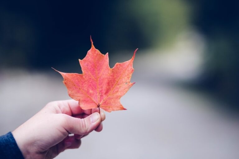9 Spiritual Meanings Of A Leaf Falling On You Yellow Red Orange 9 Spiritual Meanings Of A Leaf Falling On You Yellow Red Orange