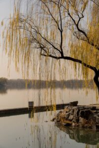 What do Willow Trees Symbolize? 9 Spiritual Meanings