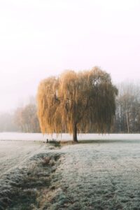 What do Willow Trees Symbolize? 9 Spiritual Meanings