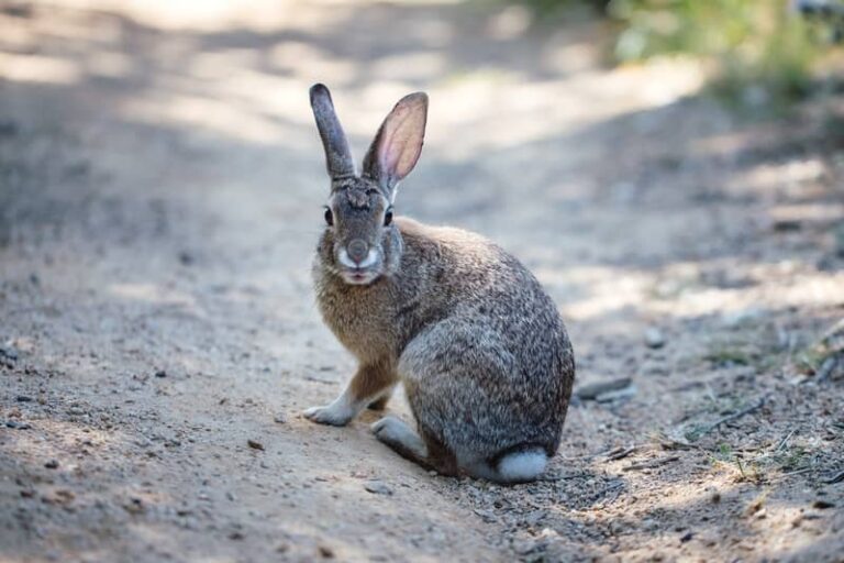 8 Spiritual Meanings of a Rabbit Crossing Your Path